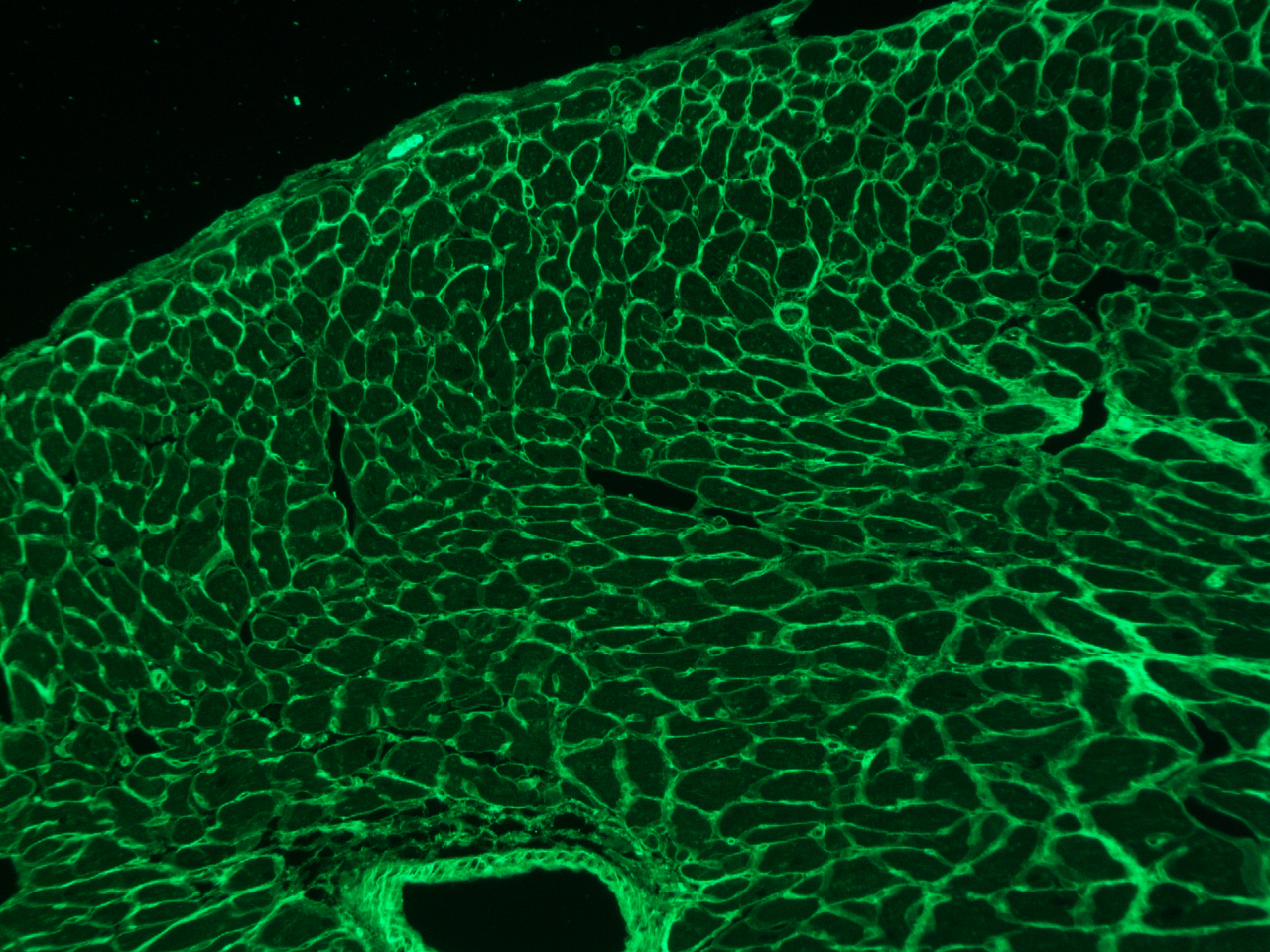 WGA染色 - 上海茹创生物科技有限公司_多色免疫荧光试剂盒+多重免疫组化染色
