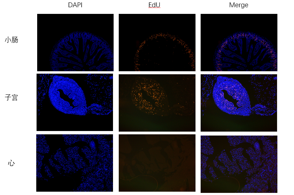 EdU细胞增殖检测试剂盒（555） - 上海茹创生物科技有限公司_多色免疫荧光试剂盒+多重免疫组化染色
